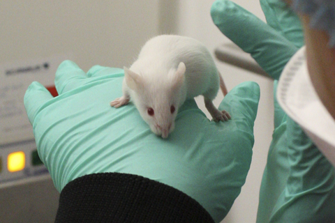 Reduction, Refinement and Replacement » Babraham Institute